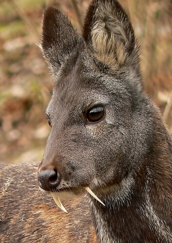 Milo Fan Casting for Wild Journey | myCast - Fan Casting Your Favorite Stories