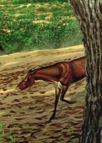 Miohippus Fan Casting for Prehistory | myCast - Fan Casting Your ...