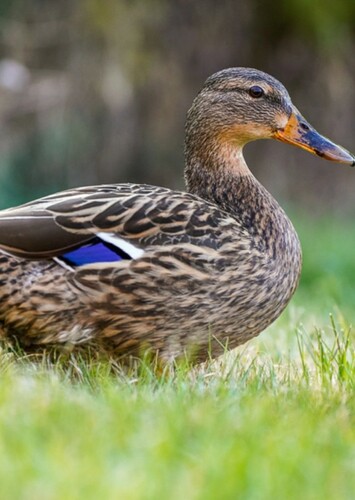 Molly the Mallard Duck Fan Casting for American Alligator (tv series ...