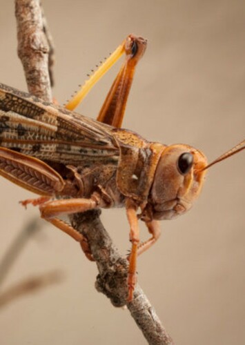 Molt Fan Casting for Disney A Bug's Life Live Action | myCast - Fan ...