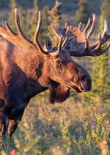 Moose Fan Casting for North American Animals and their Voices | myCast ...