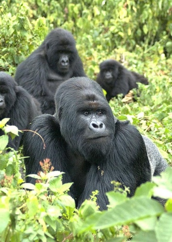 Mountain Gorilla Fan Casting for Endangered Planet | myCast - Fan Casting Your Favorite Stories