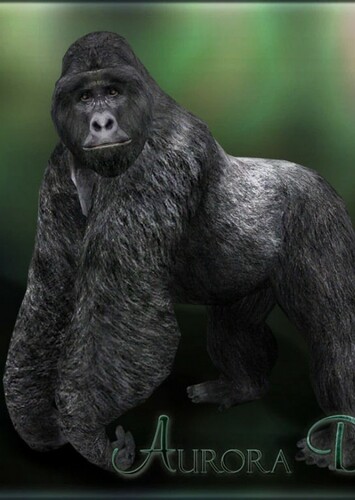 Mountain Gorilla Fan Casting for The Schroeder and SimsAnimals Africa Show | myCast - Fan ...