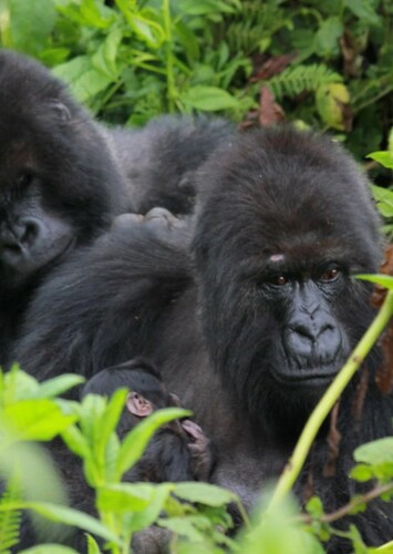 Mountain Gorilla Fan Casting for Wild, Beautiful Places | myCast - Fan Casting Your Favorite Stories