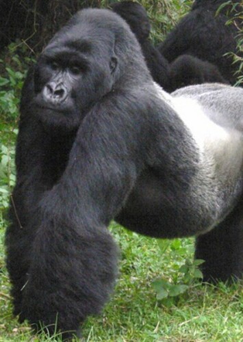 Mountain Gorilla Fan Casting for Species | myCast - Fan Casting Your Favorite Stories