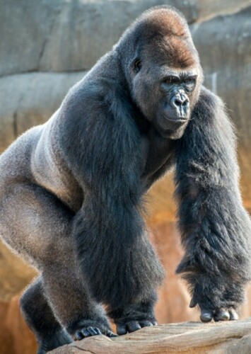 Mountain Gorilla Fan Casting for The Wild Animals on Earth | myCast - Fan Casting Your Favorite ...