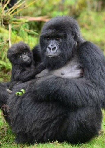 Mountain Gorilla Fan Casting for Life in the Wild | myCast - Fan Casting Your Favorite Stories