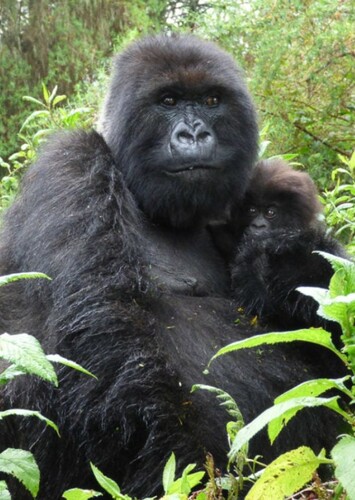 Mountain Gorilla Fan Casting for The Wild Life of Animals | myCast - Fan Casting Your Favorite ...