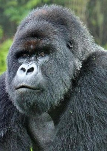 Mountain Gorilla Fan Casting for Universal Pictures: Hello World: Animals | myCast - Fan Casting ...