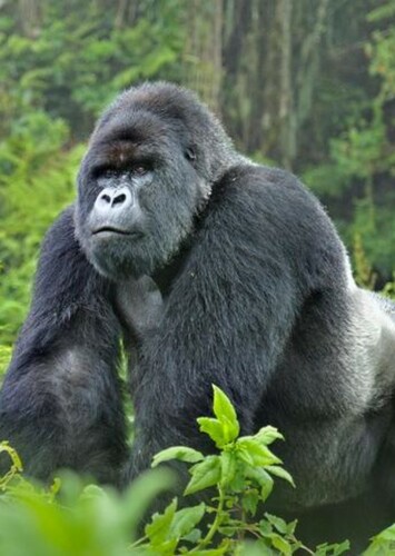 Mountain Gorilla Fan Casting for Animals of the World | myCast - Fan Casting Your Favorite Stories