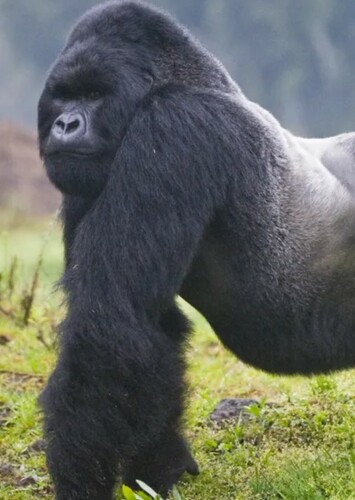Mountain Gorilla Fan Casting for Animals around the World. | myCast - Fan Casting Your Favorite ...