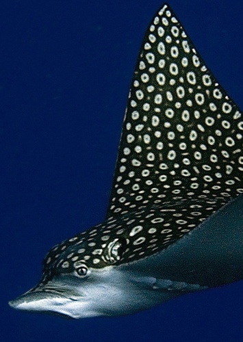 Eagle Ray on myCast - Fan Casting Your Favorite Stories