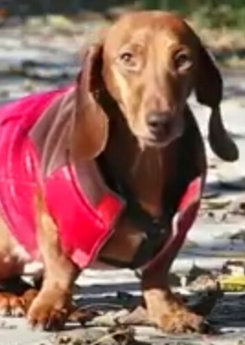 Mr. Weenie Fan Casting for Open Season: Scared Silly (2036 film ...