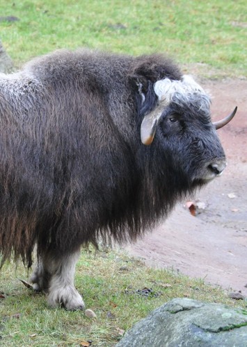 Monica the Musk Ox on myCast - Fan Casting Your Favorite Stories
