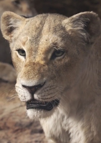 Find an Actor to Play Nala in The Lion King II: Simba’s Pride (2023) on ...