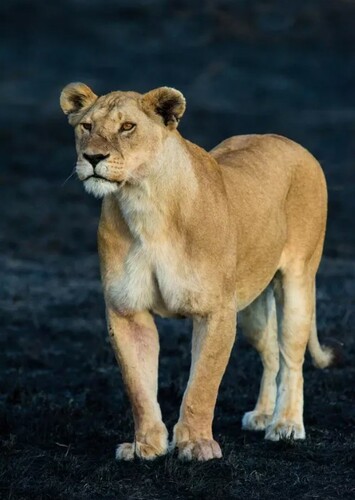 National Geographic's A Real Lion King Fan Casting on myCast