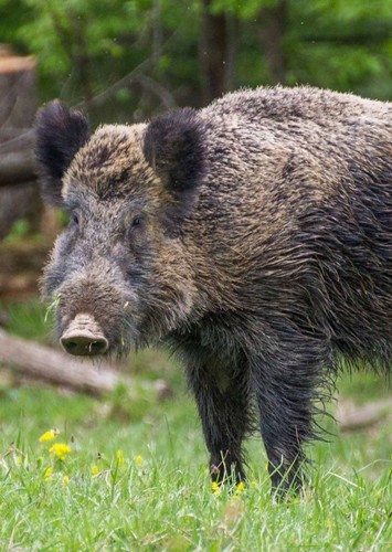 Nigel Fan Casting for Tarzan (2029) | myCast - Fan Casting Your ...