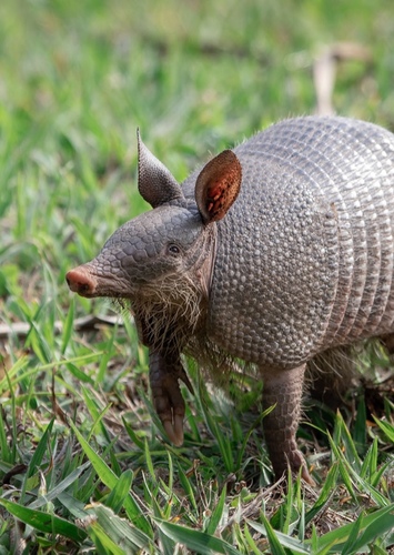 Nine-Banded Armadillo Fan Casting for North American Animals (tv series ...