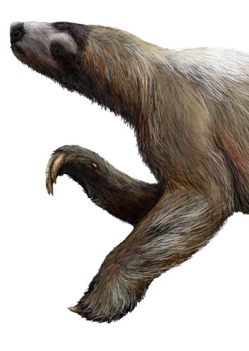 Nothrotheriops Fan Casting for Prehistory | myCast - Fan Casting Your ...