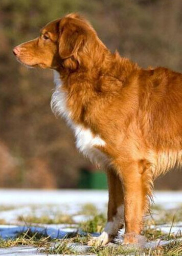 Find an Actor to Play Nova Scotia Duck Tolling Retriever in Fictional ...