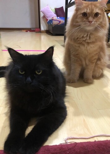 Orange Cat + Black Cat couples Fan Casting for Ship Dynamics | myCast ...