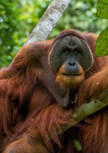 Wild Nature (TV Series) Fan Casting on myCast