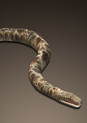 Pachyrhachis Fan Casting for Prehistory | myCast - Fan Casting Your ...