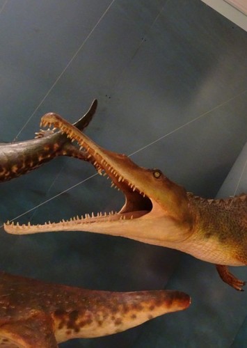 Parasuchus Fan Casting for Prehistory | myCast - Fan Casting Your ...