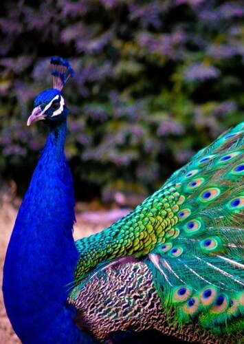 Peacock Fan Casting for Wildlife Atlas | myCast - Fan Casting Your ...