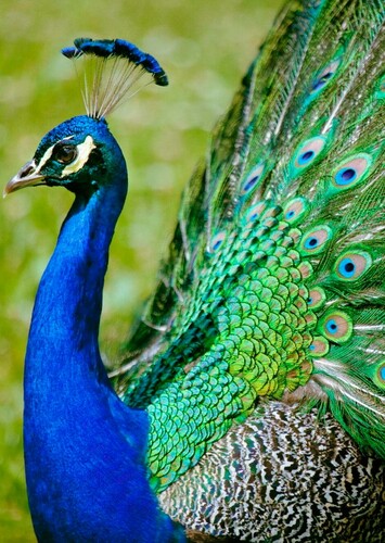 Peacock Fan Casting for Wildlife Conversation | myCast - Fan Casting ...
