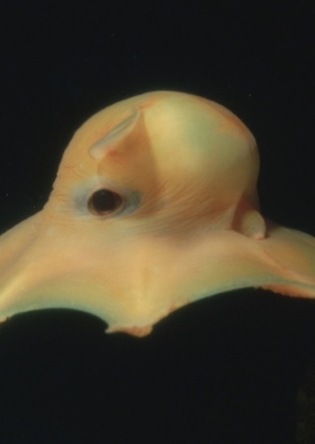 Shaylin Becton on myCast - Fan Casting Your Favorite Stories