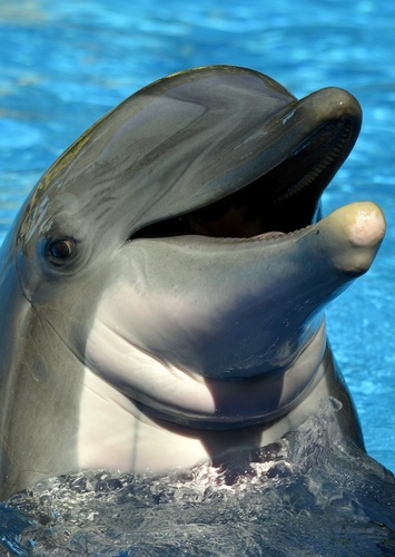 Penny the Dolphin Fan Casting for SeaWorld: The Movie (2024) | myCast - Fan Casting Your ...