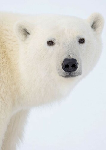 Peter the Polar Bear Fan Casting for Adventures around the world ...