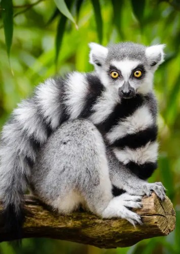 Pilo Fan Casting for African Animal (DINOSAUR) | myCast - Fan Casting ...