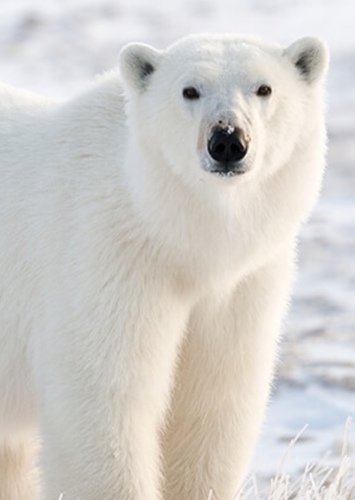 Polar Bear Fan Casting for The Wild (2026) | myCast - Fan Casting Your ...