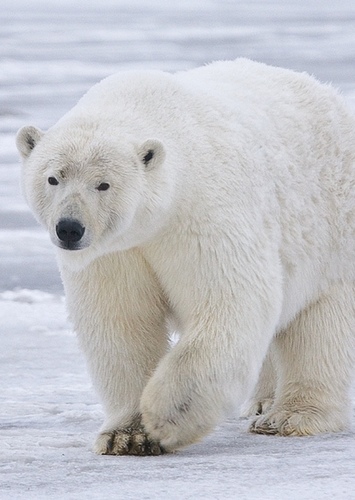 Polar Bear Fan Casting for North American Animals | myCast - Fan ...