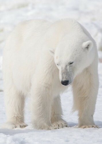 Polar Bear Fan Casting for Wild, Beautiful Places | myCast - Fan ...