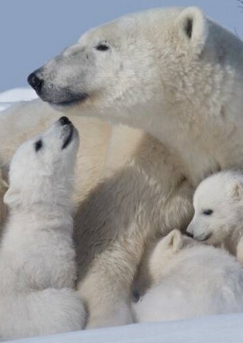 Polar Bear Fan Casting for Awesome Animals | myCast - Fan Casting Your ...