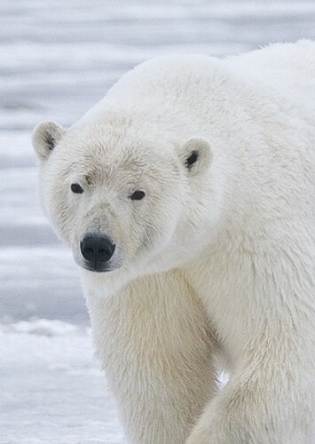 Polar Bear Fan Casting for What Animals do you want to see in PBS ...