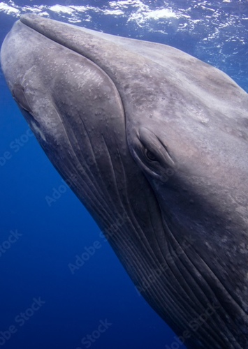 Precious Fan Casting for Ice Age Continental Drift | myCast - Fan ...