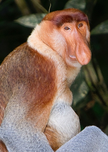 Proboscis Monkey Fan Casting for The Wild (2026) | myCast - Fan Casting ...