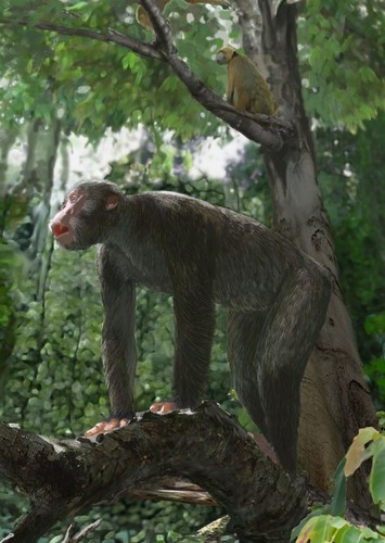 Proconsul Fan Casting for Prehistory | myCast - Fan Casting Your ...