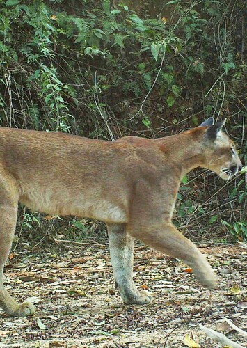 Wild Earth: South America (PBS Nature Series) Fan Casting on myCast