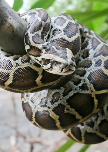 Find Out: Animals Fan Casting on myCast