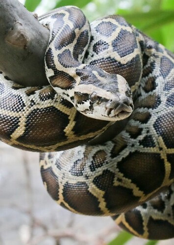 BBC Wildlife Specials Fan Casting on myCast