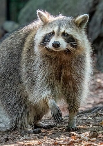 Wanda Raccoon Fan Casting