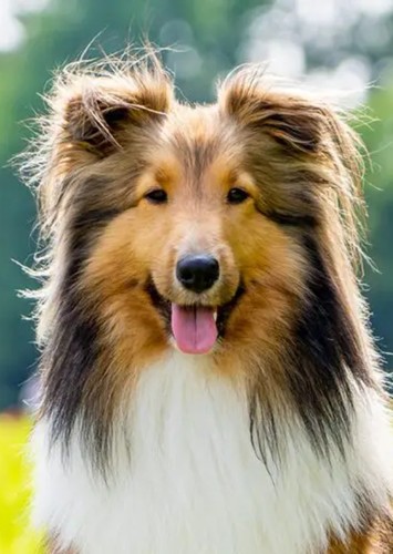 Rebecca the Sheltie Fan Casting for Joey Rebecca Mimi & Brad's Homeward ...