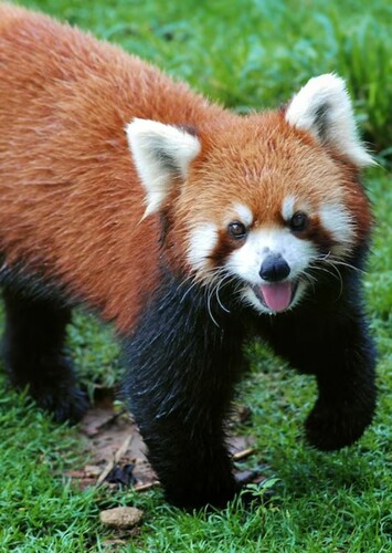 Red Panda Fan Casting for Endangered Animals | myCast - Fan Casting ...