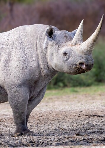 The Wild Animals (PBS Nature Series) Fan Casting on myCast