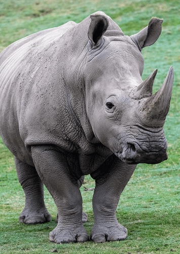 Find an Actor to Play Rhinoceros in Tarzan (2023) on myCast